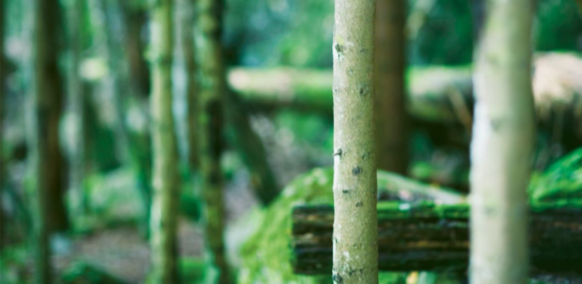 Book billeje i Danmark, Europa og verden | Avis Biludlejning