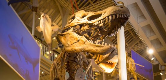 dinosaur bones glasgow