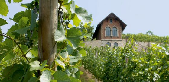 Saale-Unstrut Wine Route with Avis